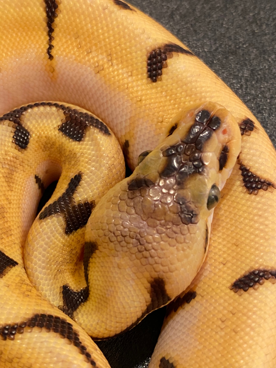 OD Enchi Calico Spider Ball Python by The Snake Pit NYC - MorphMarket