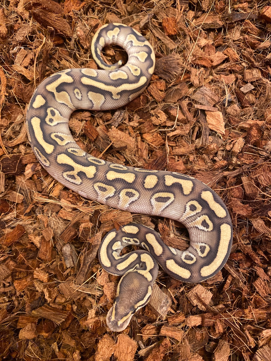 Lesser Het Clown 50% Poss Het Hypo Ball Python by The Snake Pit NYC ...