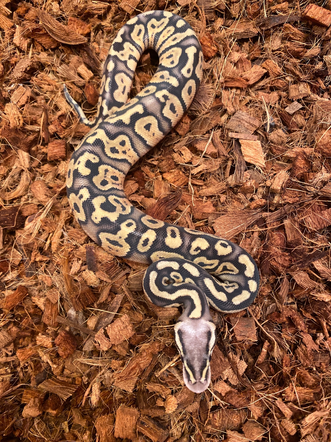 Super Pastel Het Clown 50% Poss Het Hypo Ball Python by The Snake Pit ...