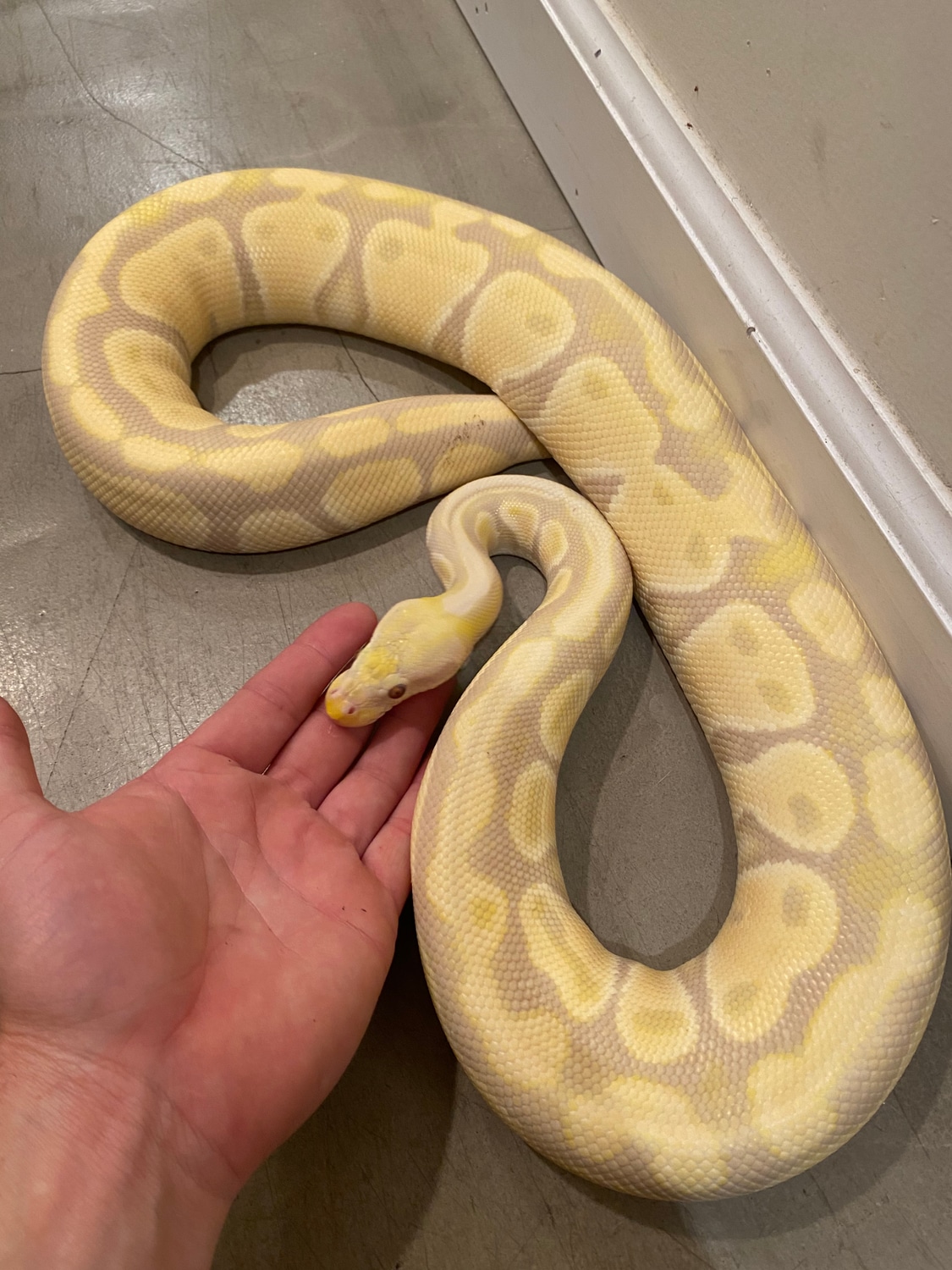 Candino Proven Breeder Ball Python by The Snake Pit NYC - MorphMarket