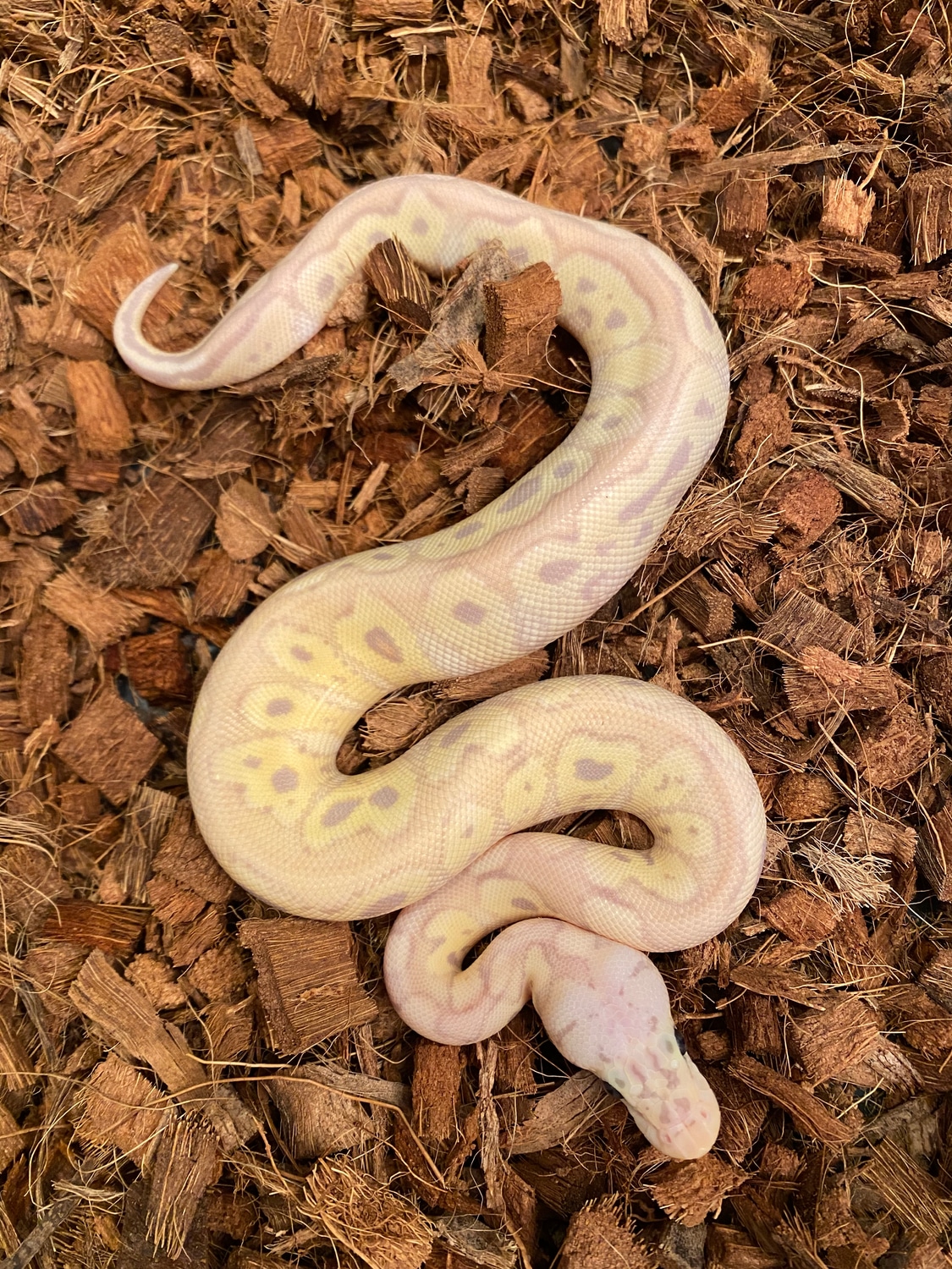 Super Pastel Banana Clown Ball Python by The Snake Pit NYC - MorphMarket