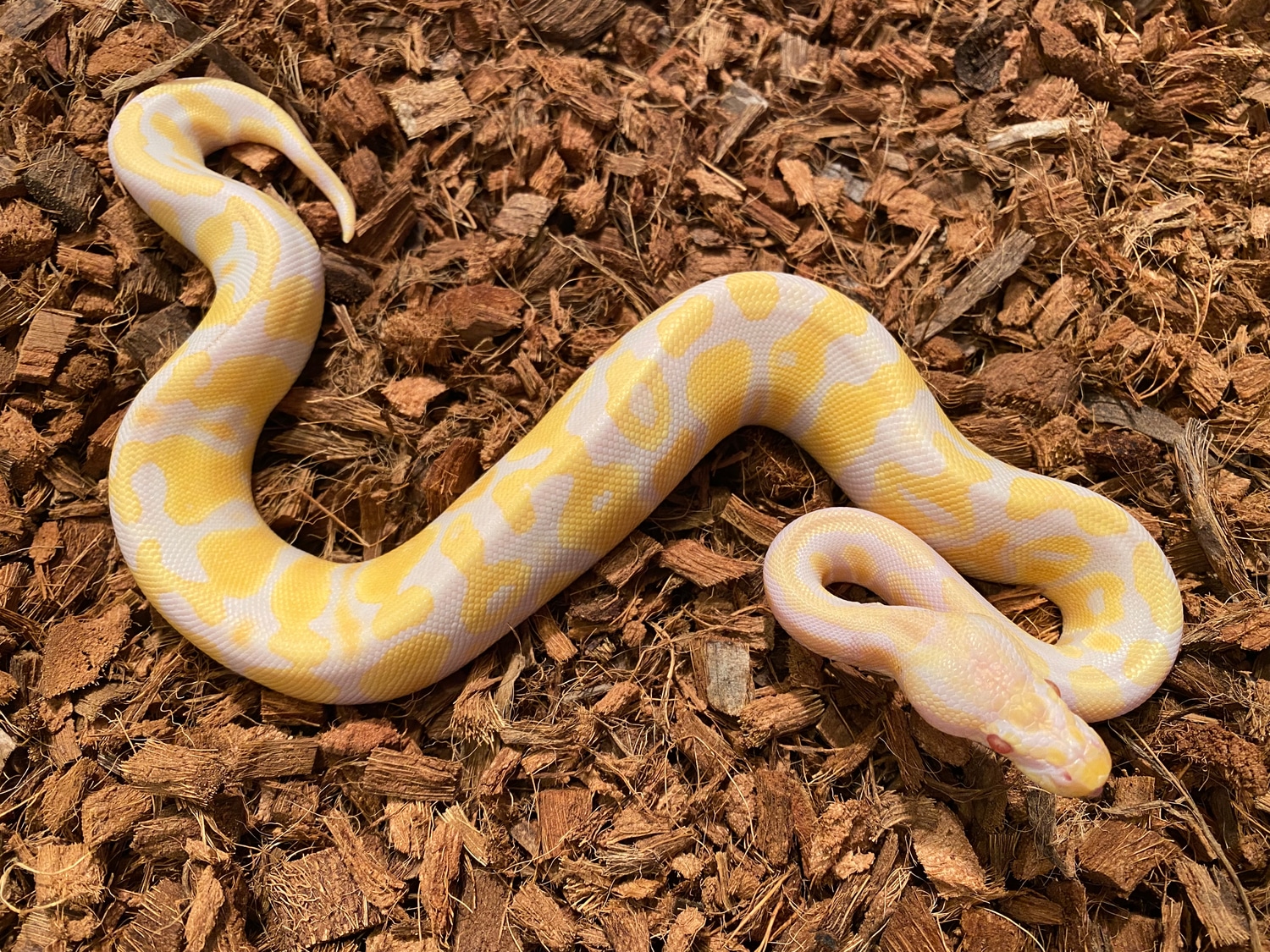 The Snake Pit NYC's Collection - MorphMarket