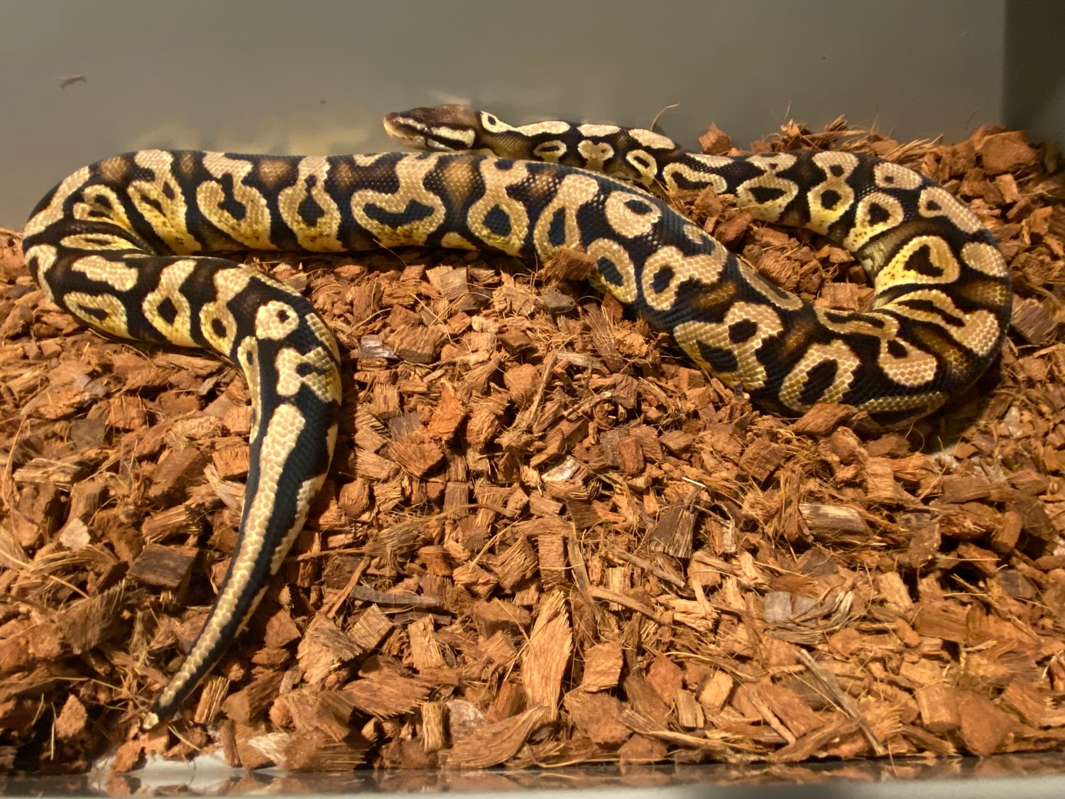 Pastel Gravel Ball Python by The Snake Pit NYC - MorphMarket
