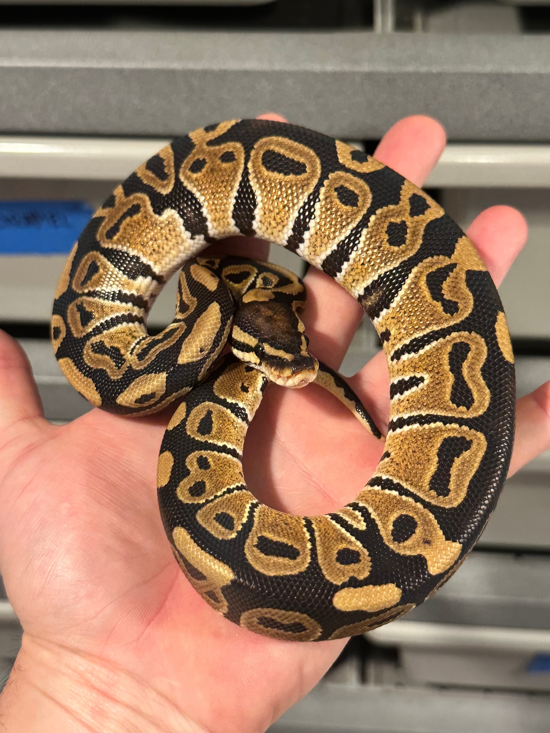 100% Het Clown 66% Het Ultramel Ball Python by The Snake Pit NYC ...