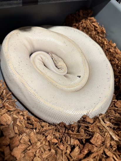 Enchi Highway Ball Python by The Snake Pit NYC
