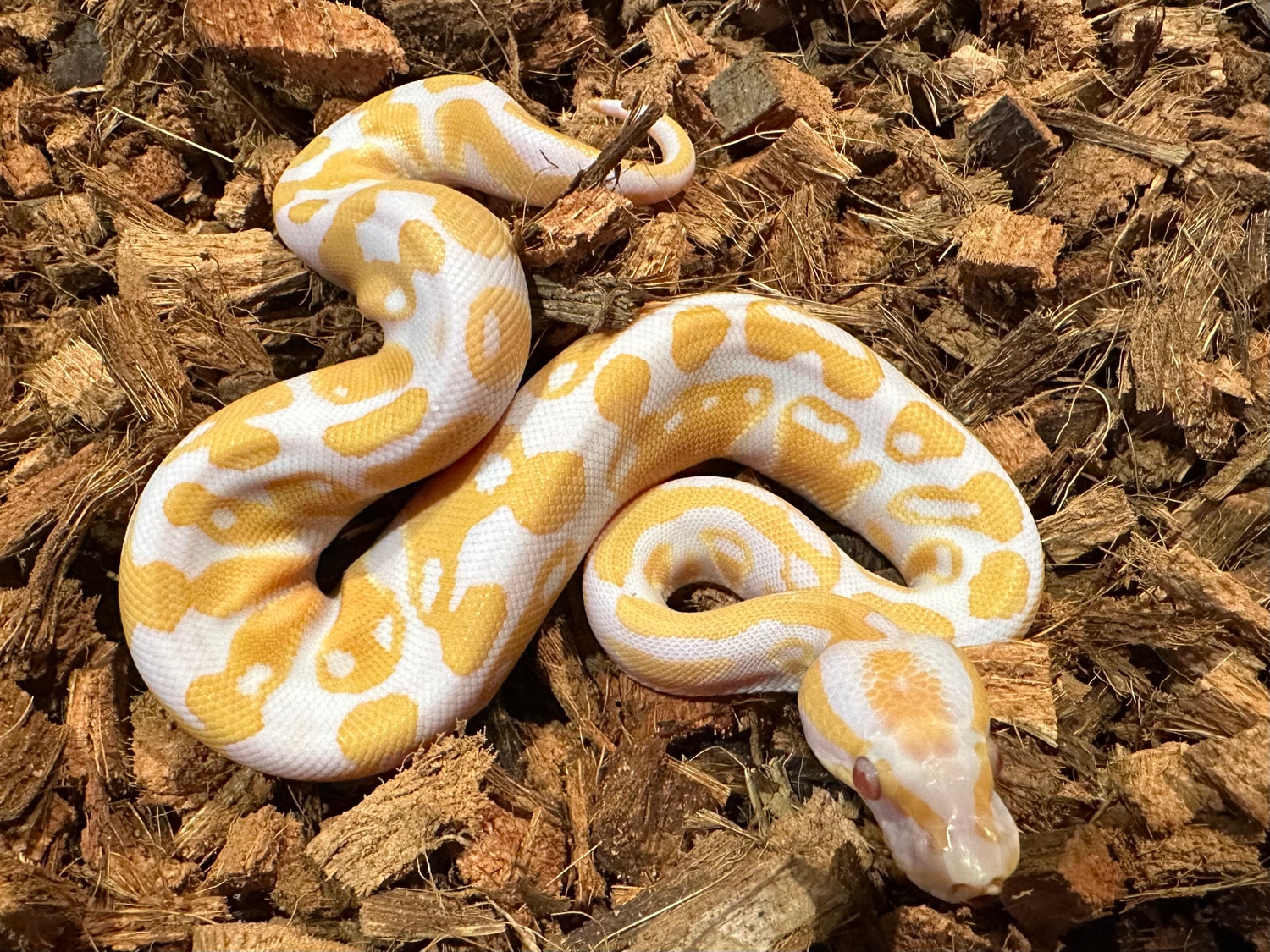 Lavender Het Pied Ball Python by The Snake Pit NYC - MorphMarket