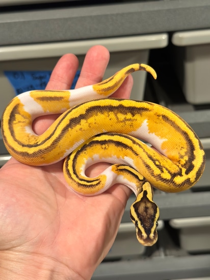 OD YB Pastel Pied Ball Python by The Snake Pit NYC
