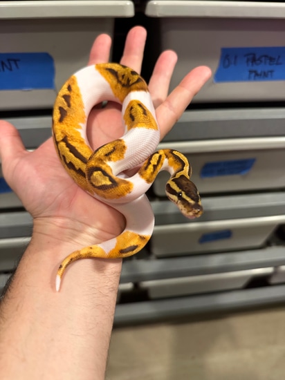 OD Enchi Pied Ball Python by The Snake Pit NYC