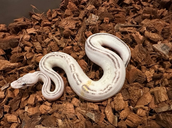 Black Pewter Highway Ball Python by The Snake Pit NYC