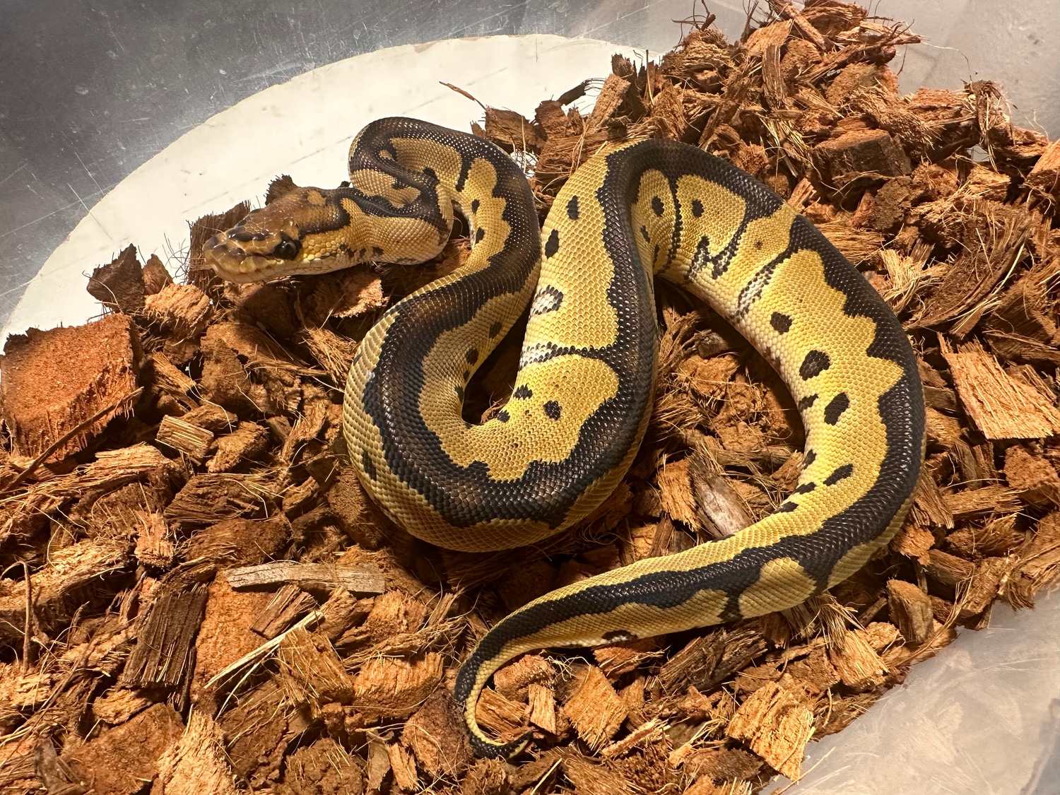 Clown 66% Het Ultramel Ball Python by The Snake Pit NYC - MorphMarket