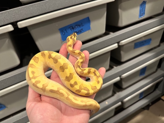 Super Enchi OD Lesser 100% Het Pied + Poss YB/Gravel Ball Python by The ...