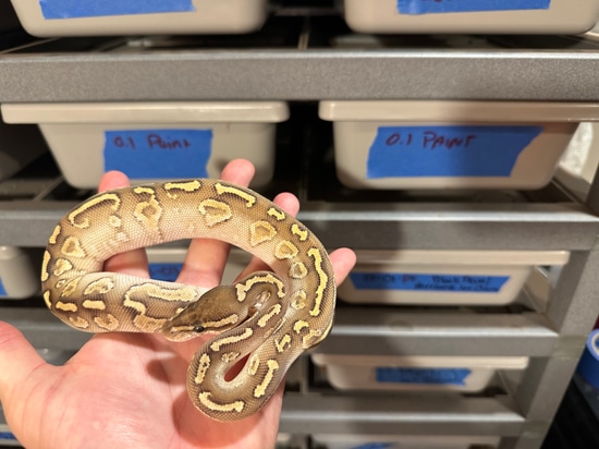 Lesser Paint Ball Python by The Snake Pit NYC