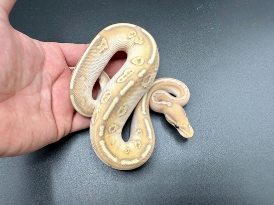 Banana Lesser Paint Ball Python by The Snake Pit NYC