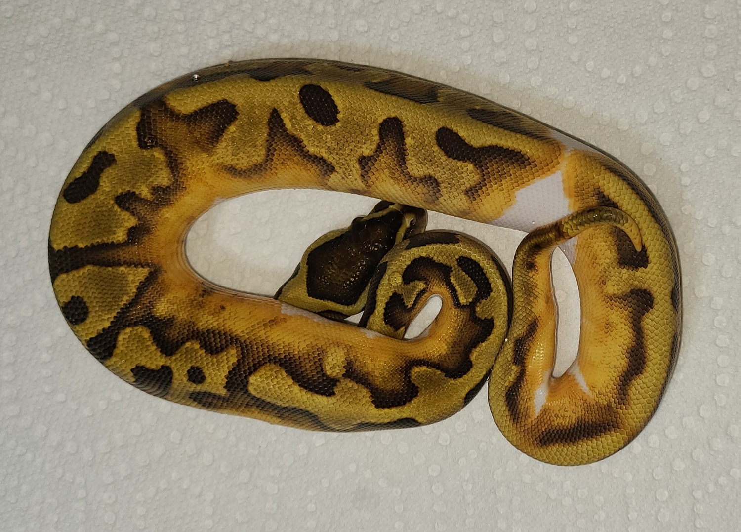 Enchi Pied Ball Python by Cone Reptiles - MorphMarket