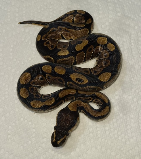 Het Tri-Stripe Ball Python by Cone Reptiles