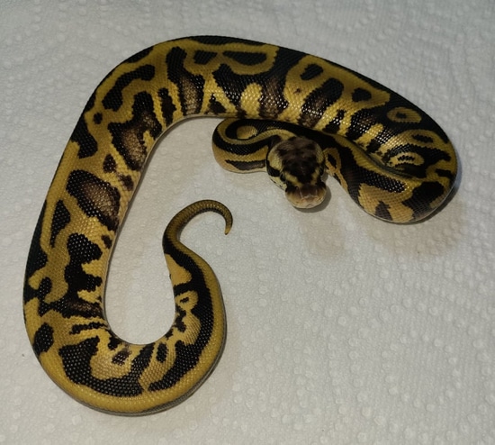 Pastel Leopard Yellow-Belly Ball Python by Cone Reptiles