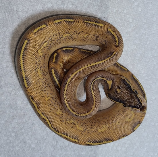 Highway Ball Python by Cone Reptiles