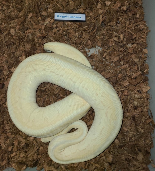 Banana Kingpin Ball Python by Cone Reptiles