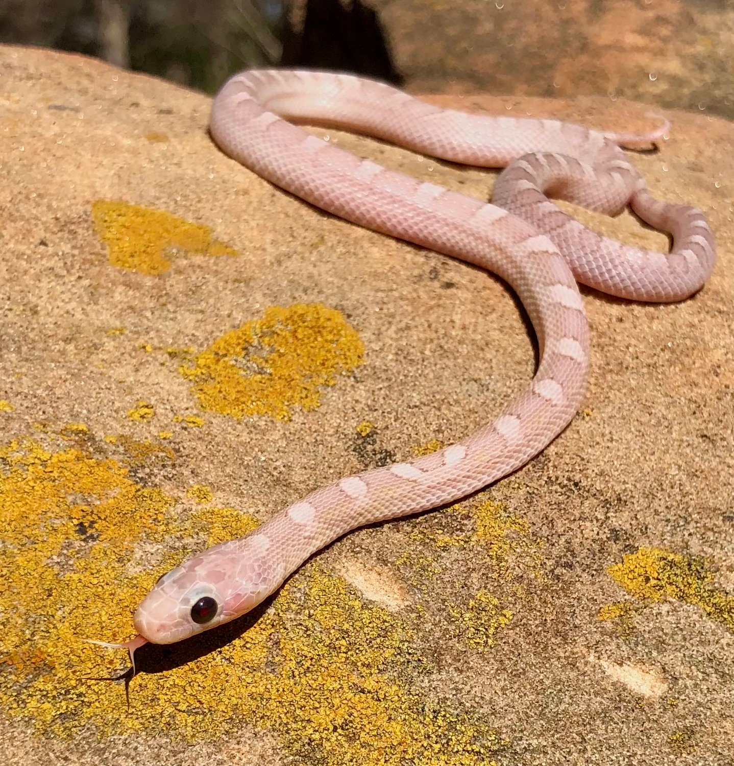 Bloodred (Diffused) Ultramel Anery/Charcoal Corn Snake by Snakes to the ...