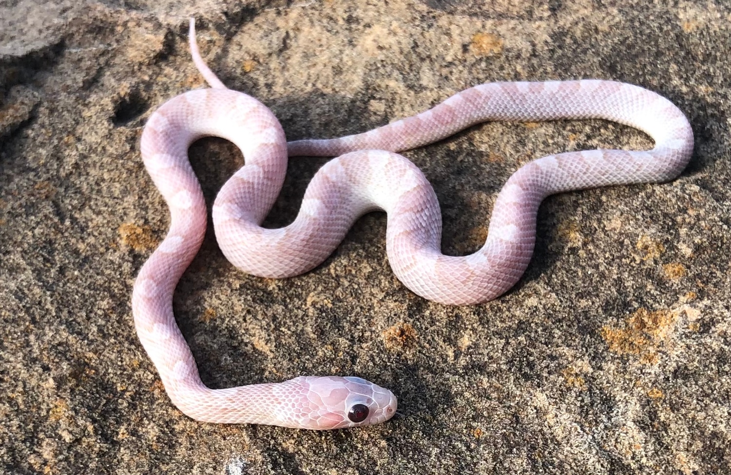 Bloodred (Diffused) Ultramel Anery/Charcoal Corn Snake by Snakes to the ...