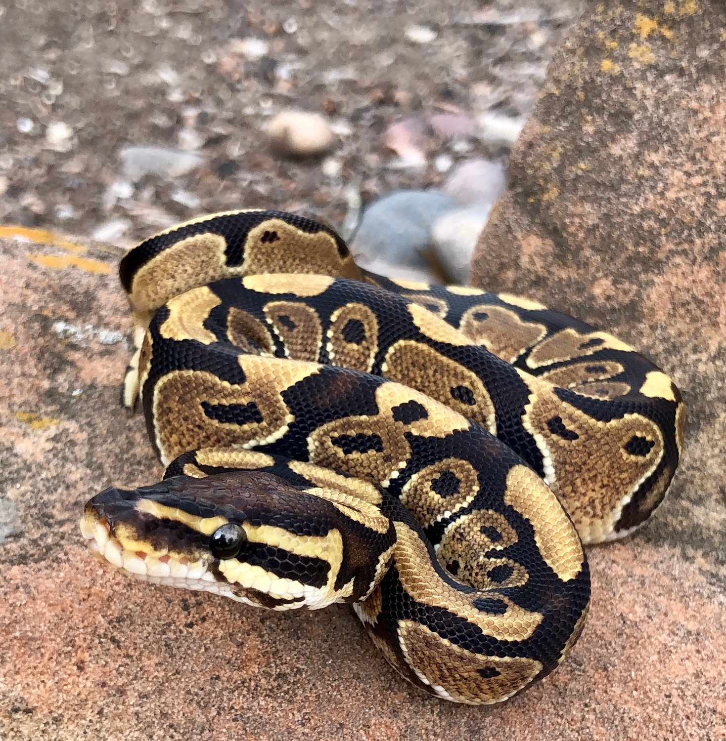 Vanilla Ball Python by Snakes to the Max - MorphMarket