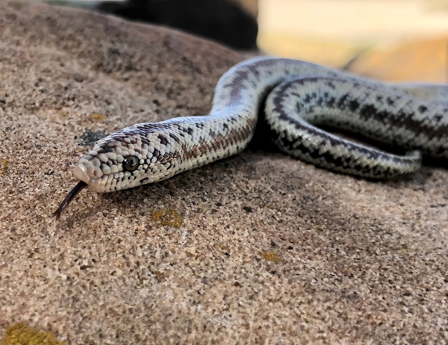 Coastal, F1 Borrego Rosy Boa by Snakes to the Max - MorphMarket