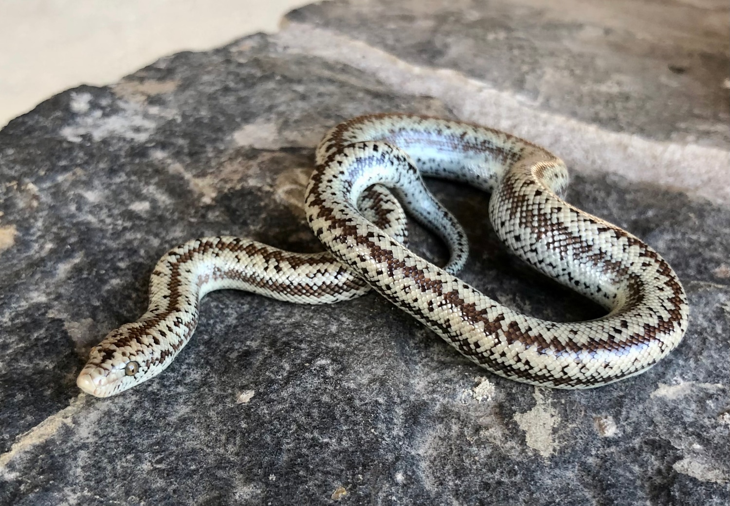 Coastal, F1 Borrego Rosy Boa by Snakes to the Max - MorphMarket
