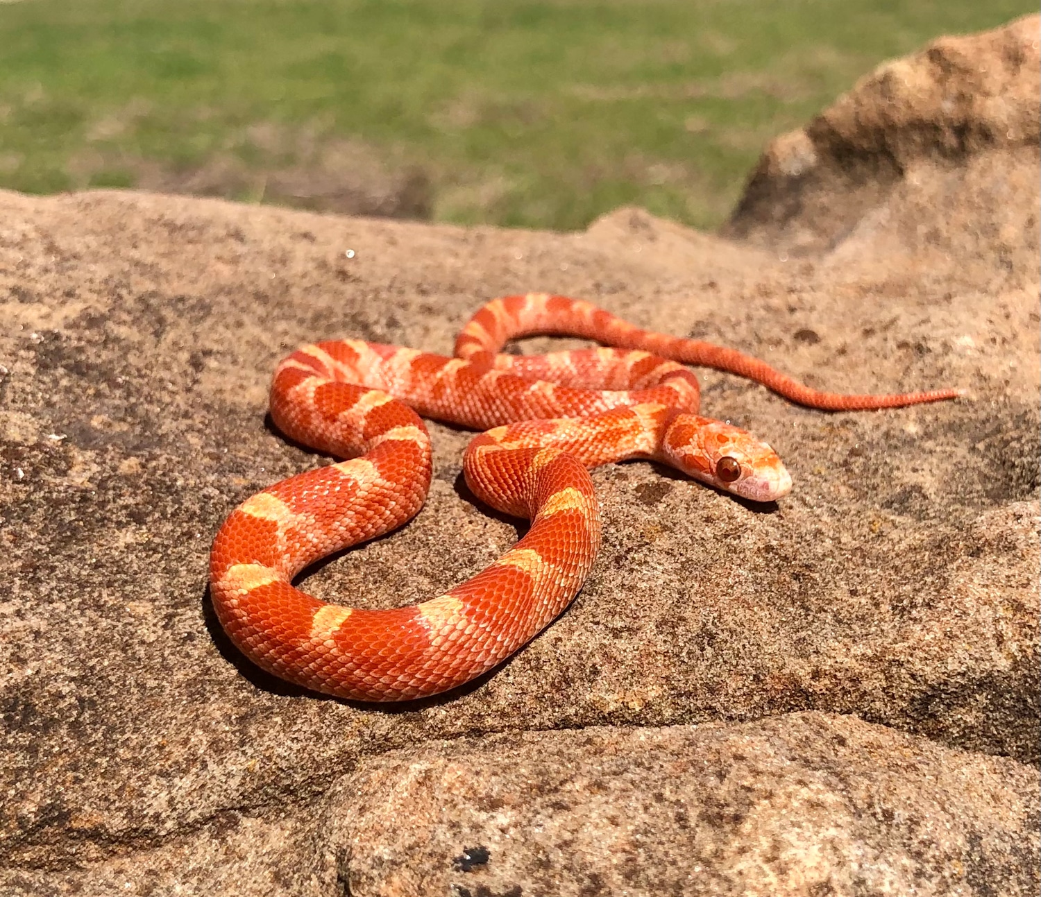 Bloodred (Diffused) Ultramel 50% Het Anery Or Charcoal Corn Snake by ...