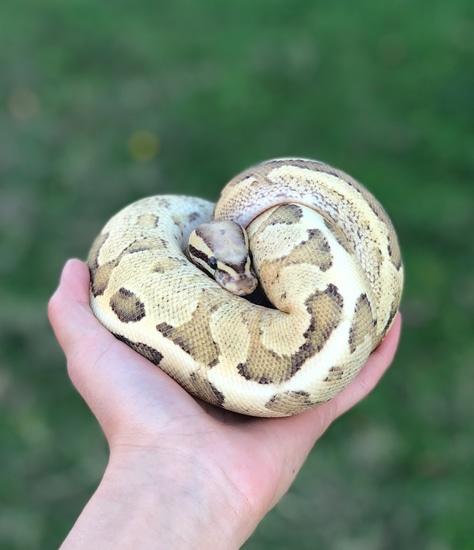 Vanilla Cream Ball Python by Snakes to the Max