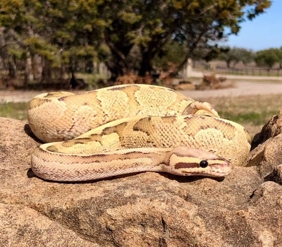 Vanilla Cream Ball Python by Snakes to the Max