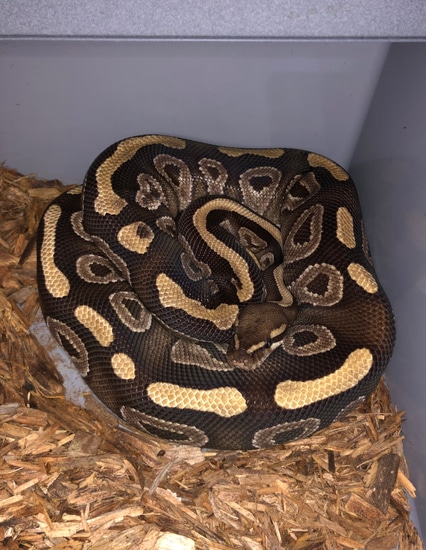 Mojave Adult Female Ball Python by Snakes to the Max