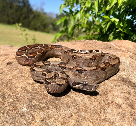 Costa Rican Boa, San Isidro Locality Boa Constrictor by Snakes to the Max