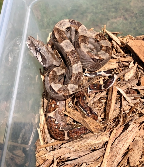 Costa Rican Boa, San Isidro Locality Boa Constrictor by Snakes to the Max