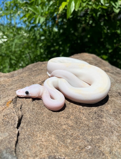 Flash Sale!!! Super Fire Pos Vanilla Pos Pastel Ball Python by Snakes to the Max