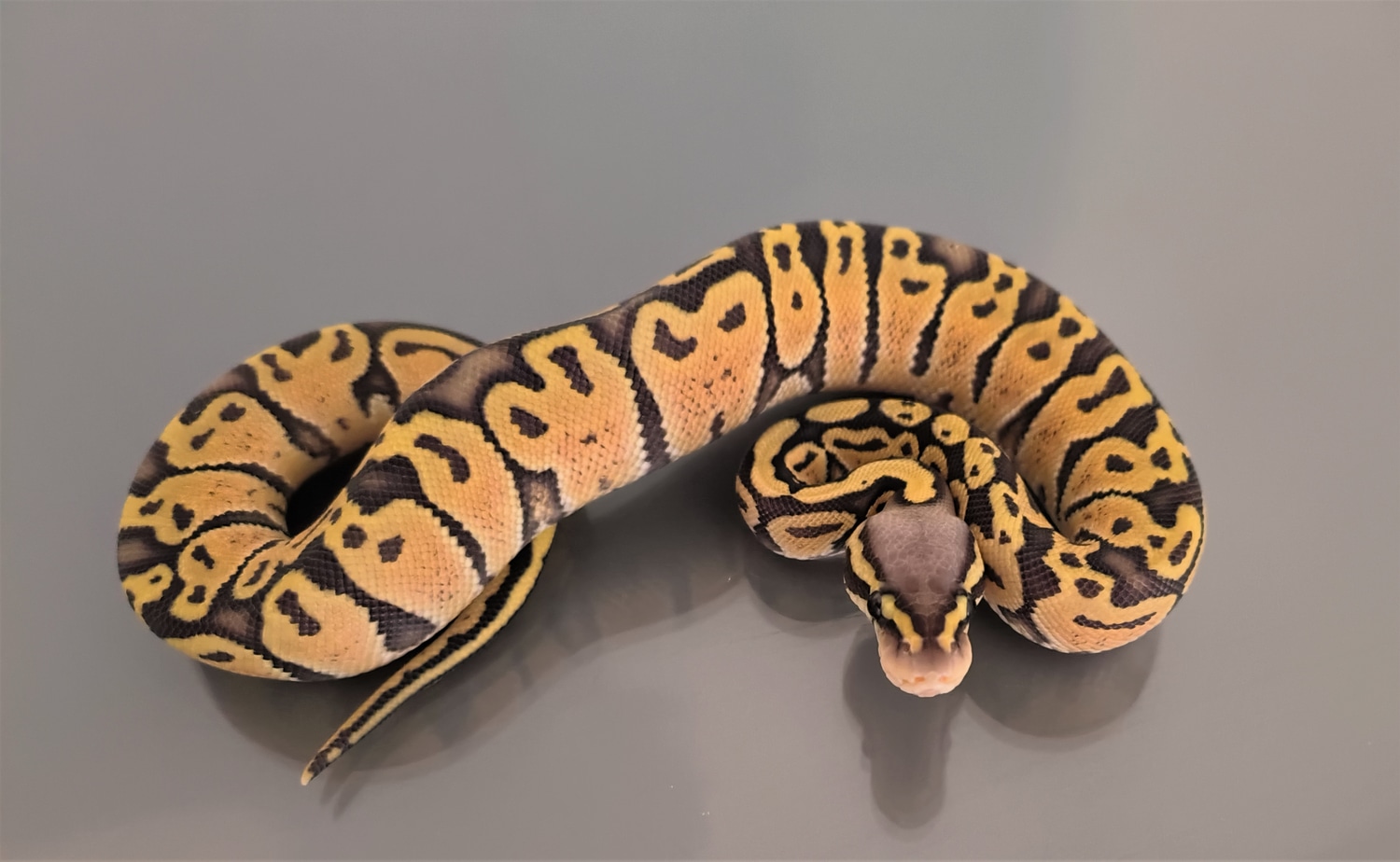 Pastel Orange Ghost Ball Python by Bagpipe Morphs - MorphMarket