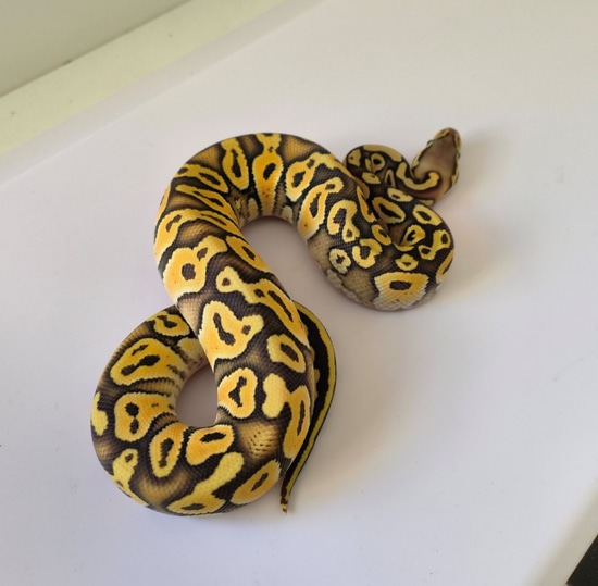 Pastel Phantom Ghost Ball Python by Bagpipe Morphs