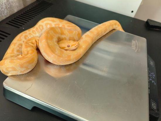 Pearl Albino Hypo Burmese Python by Bagpipe Morphs