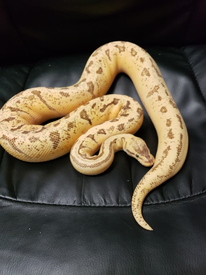 Enchi Dragonfly (Enchi Fire Pastel Pinstripe) Ball Python by Off The ...