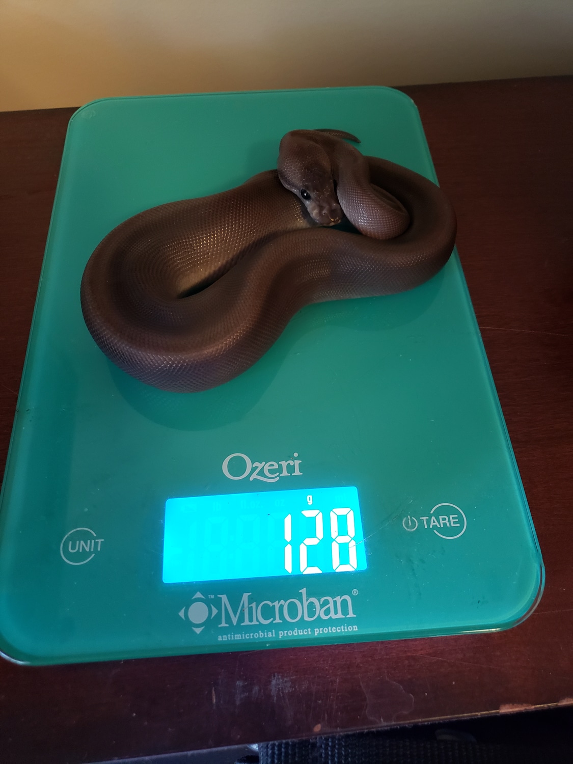 Super Black Pastel 100% Het Pied Ball Python by Off The Hook Reptiles ...