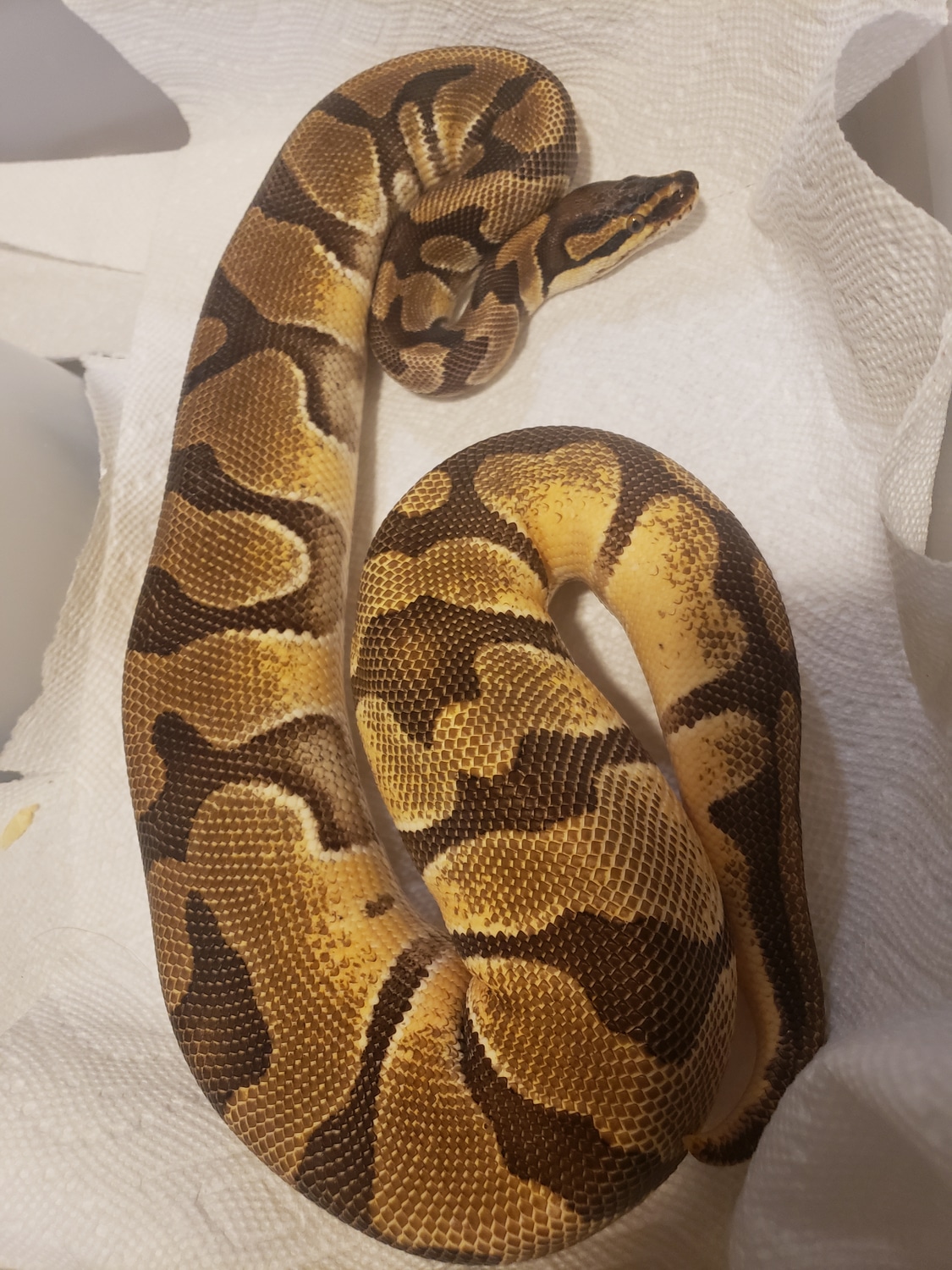 Orange Dream Enchi Ball Python by Off The Hook Reptiles - MorphMarket