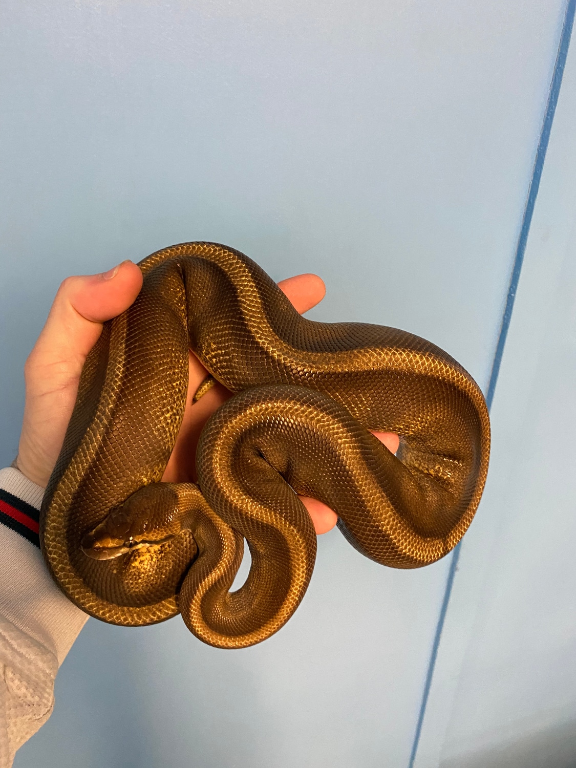 Genetic Stripe Enchi GHI Ball Python by StuartMarquisReptiles - MorphMarket