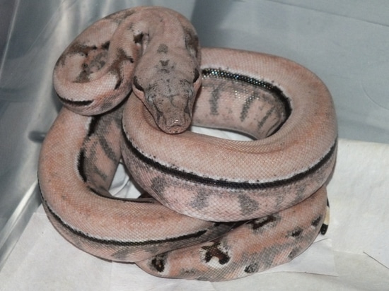 Phenomenal Harlequin Scoria Pos. Het Super Stripe Boa Constrictor by ...