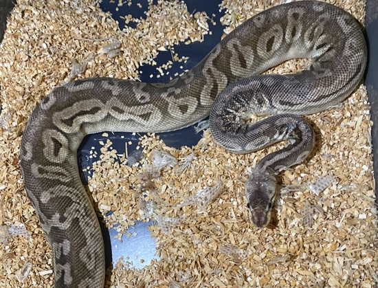 Sterling Ball Python by Stubby Chubby Reptiles