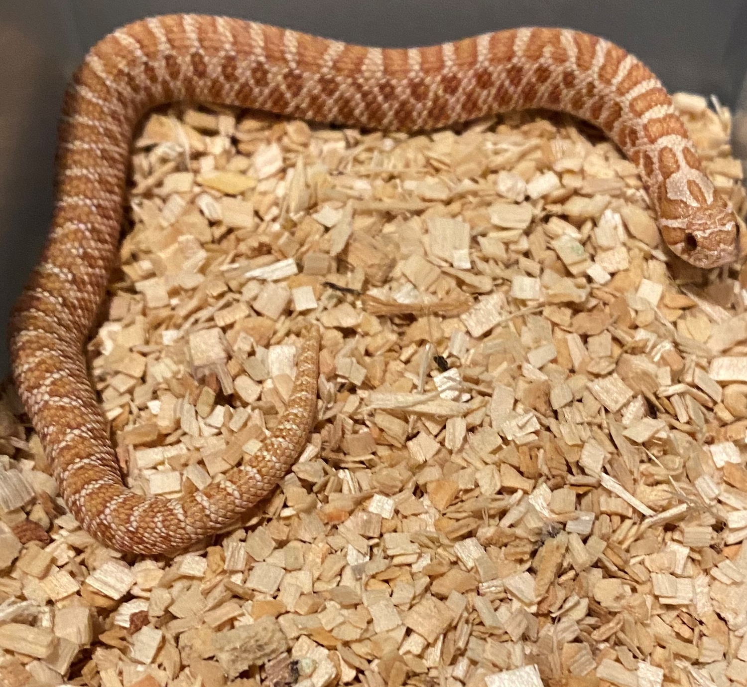 Toffee Belly 100% Het Sable Western Hognose by Stubby Chubby Reptiles ...