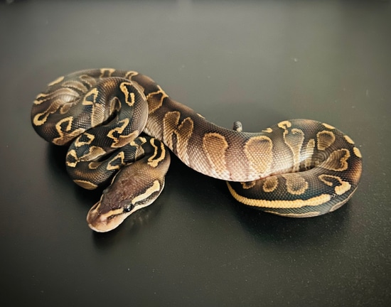 24 GHI Nanny Ball Python by Cold Blooded Crypt