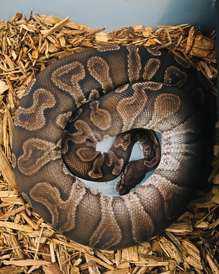 20 GHI HRA Ball Python by Cold Blooded Crypt