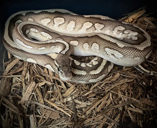 Cinnamon Cinder Lesser Ball Python by Cold Blooded Crypt