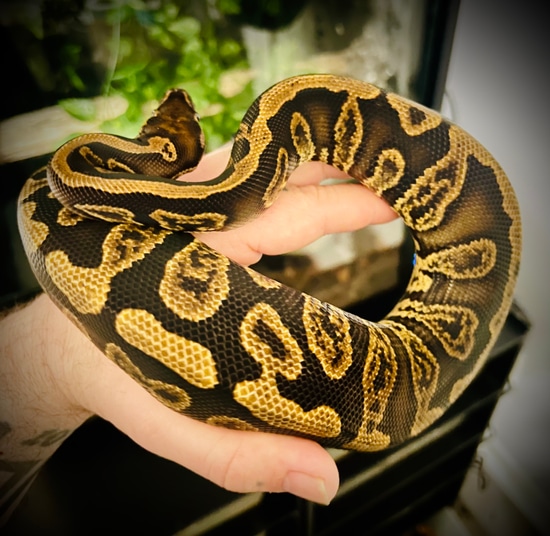 Confusion Ghi Ball Python by Cold Blooded Crypt
