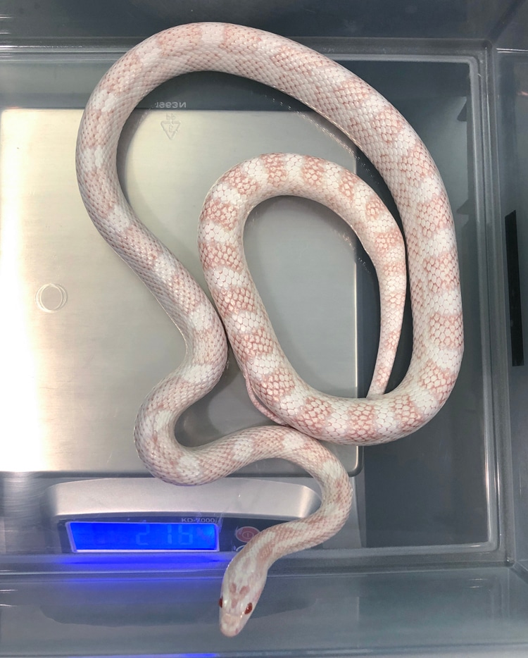Peppermint Het Motley 2019 Corn Snake by Studio Cold Blood - MorphMarket