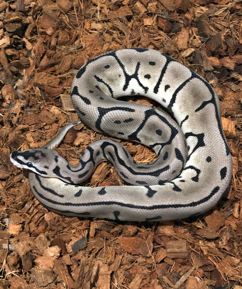 TSK Axanthic Leopard Spider Male Ball Python by Studio Cold Blood ...